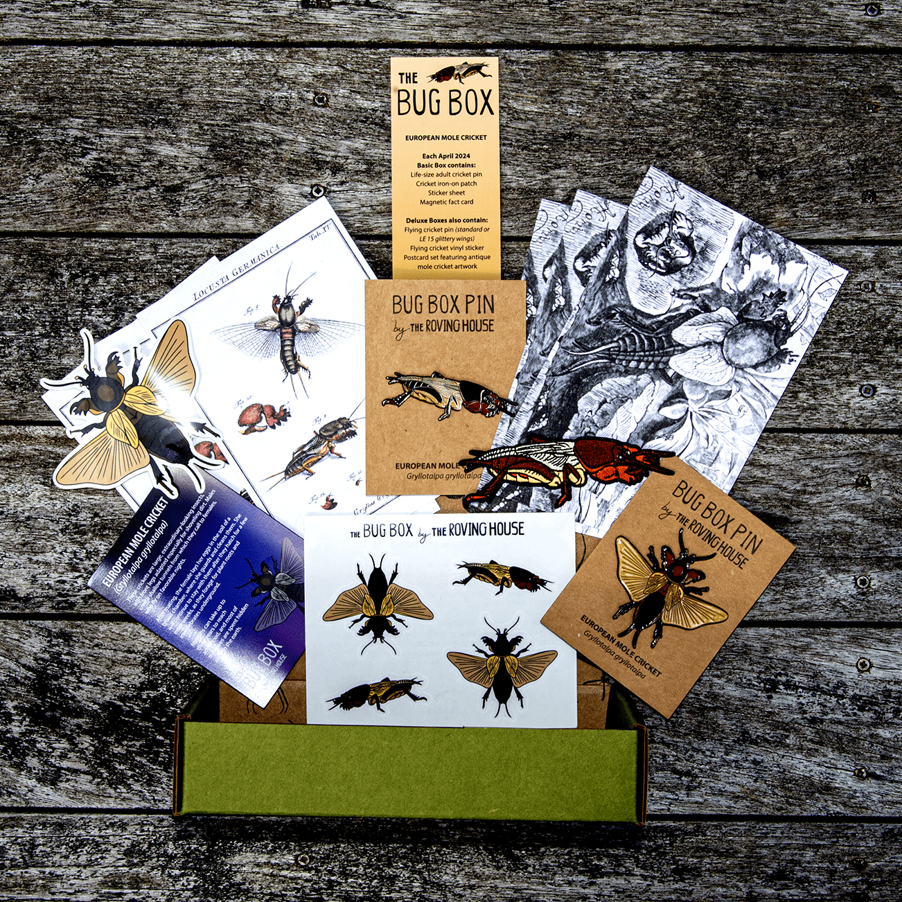 European Mole Cricket Box | April 2024 Bug Box
