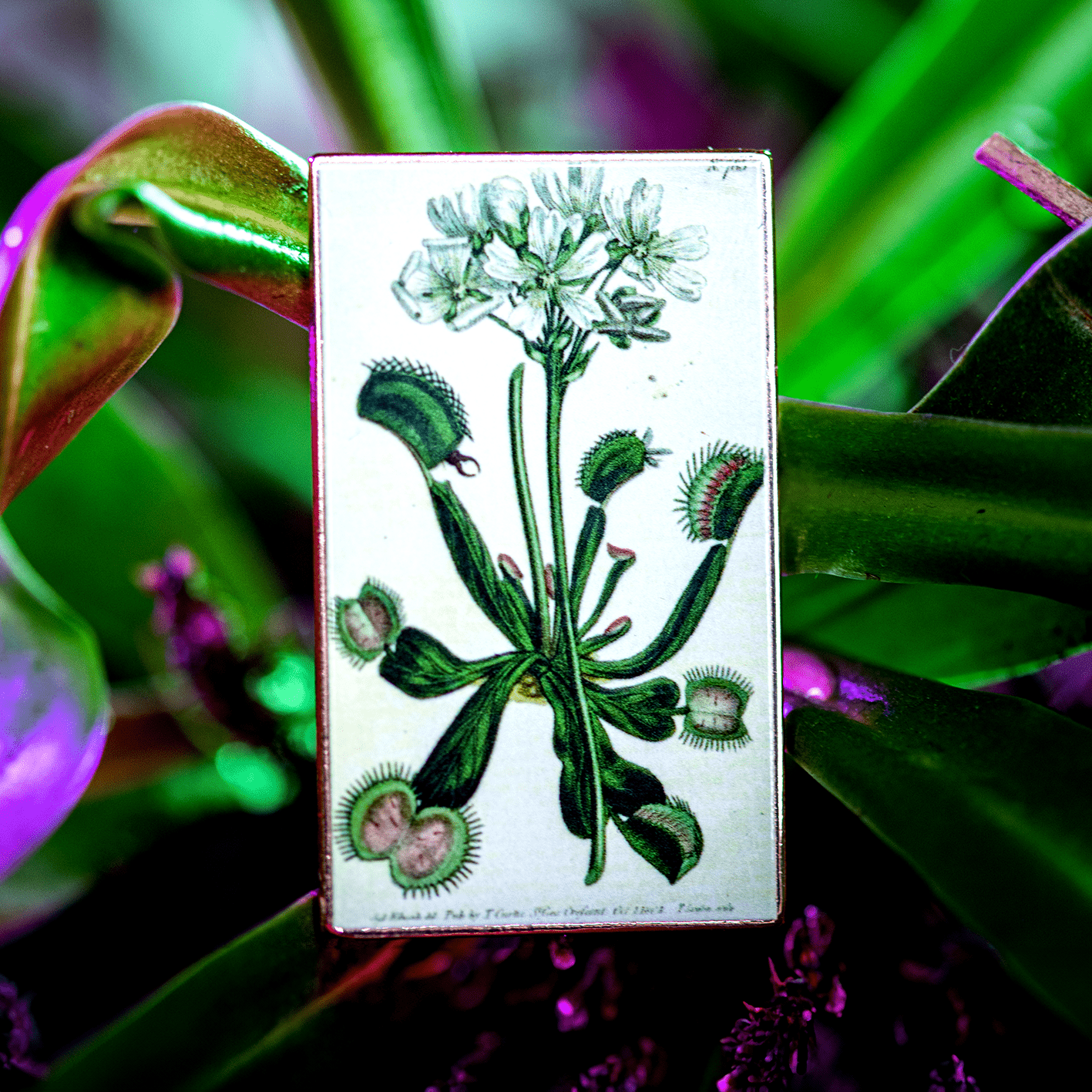 Venus Flytrap Vintage Botanical Print Pin