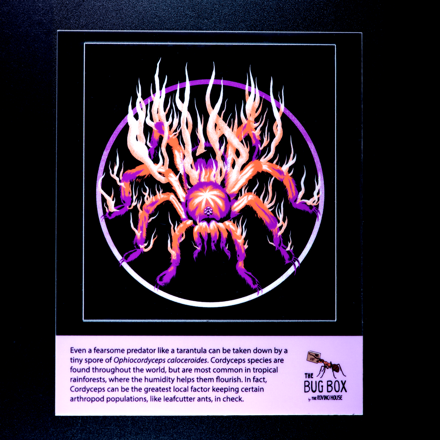 Zombie Tarantula Cordyceps Sticker