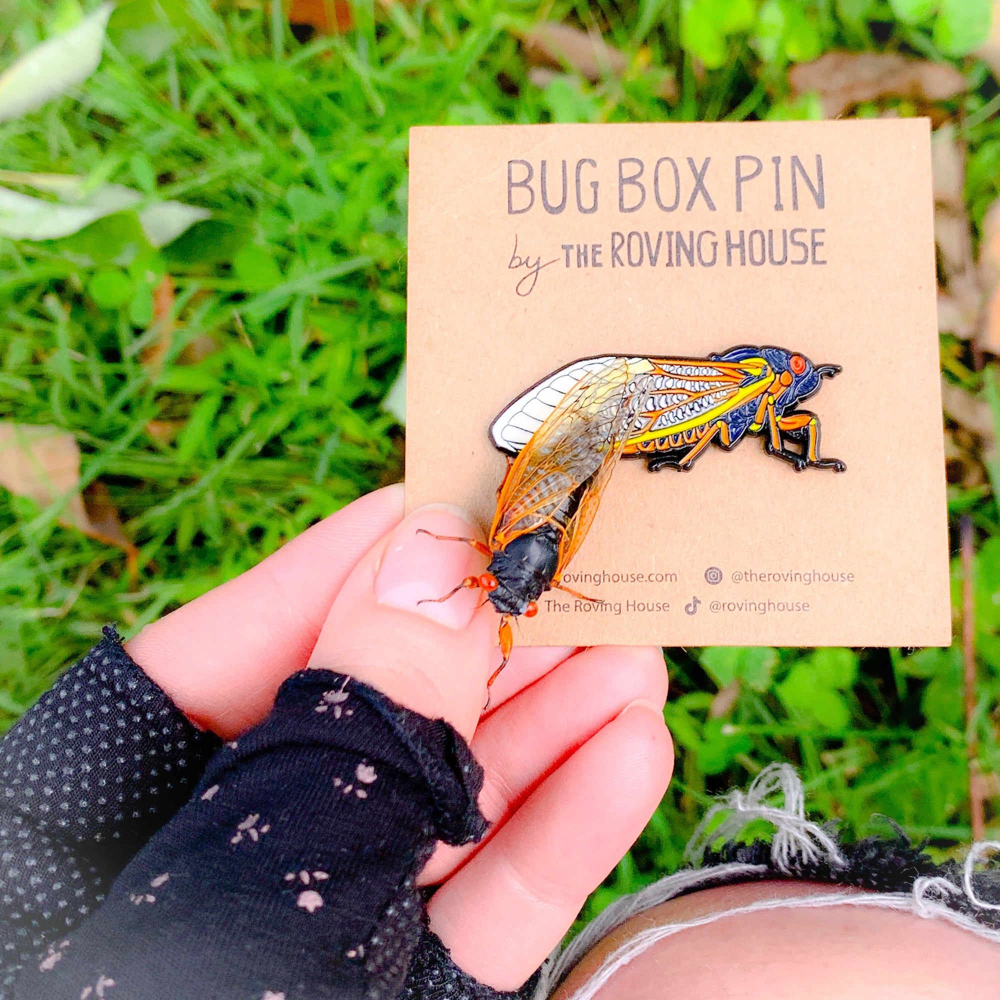 The Bug Box