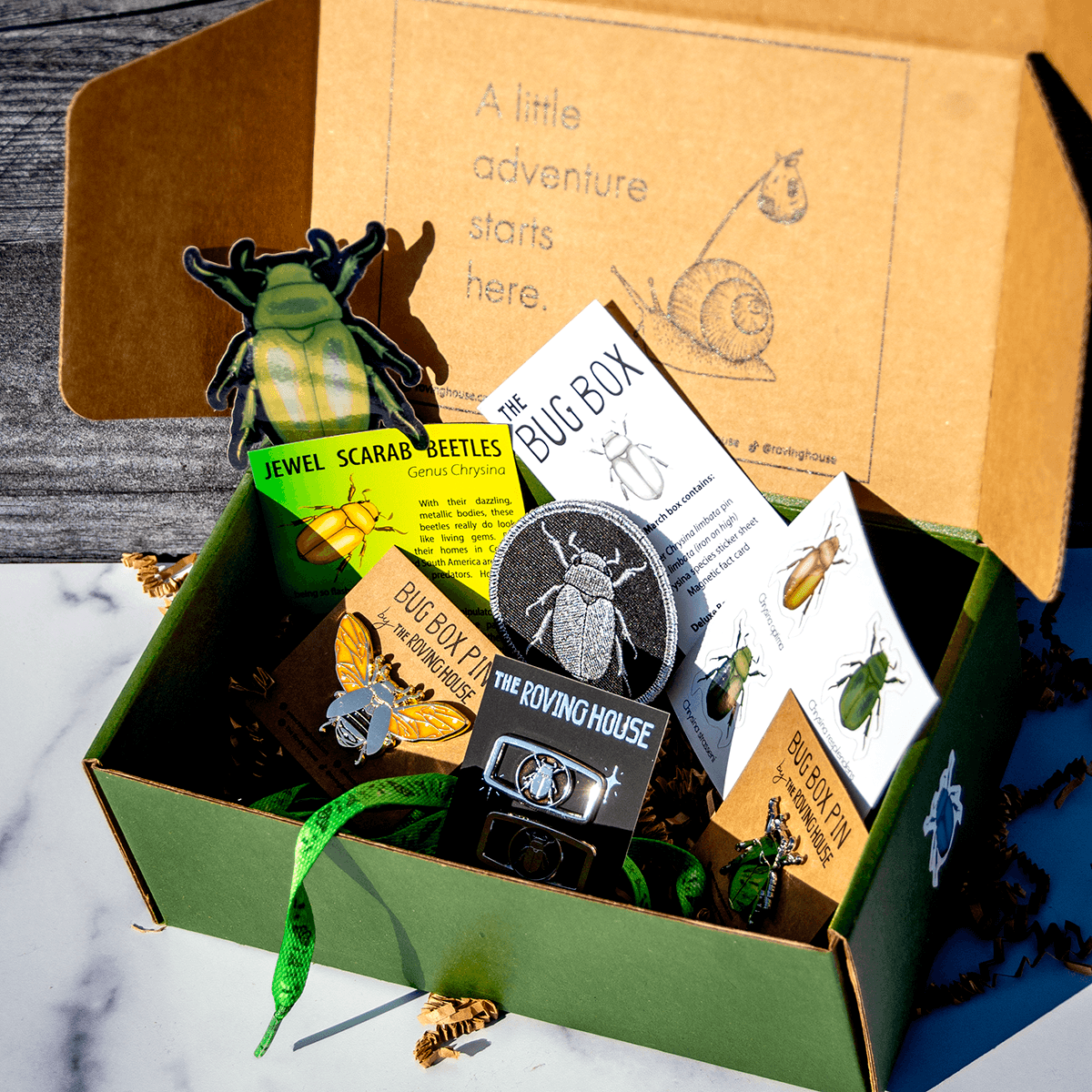 March 2022 Bug Box (Jewel Scarab Beetles)