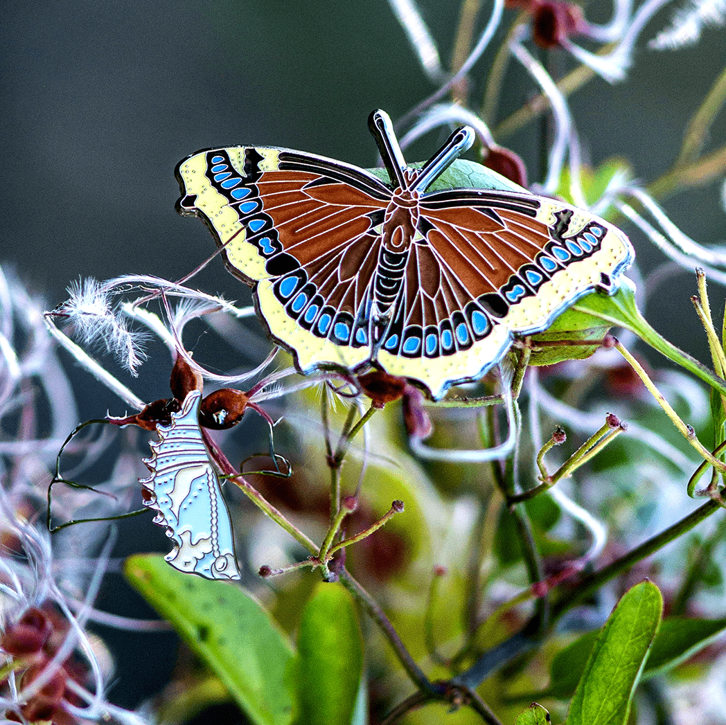 November 2023 Bug Box (Mourning Cloak)