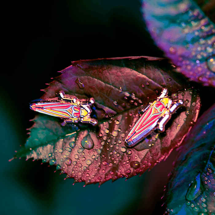 Candy Striped Leafhopper Mini Enamel Pin Set