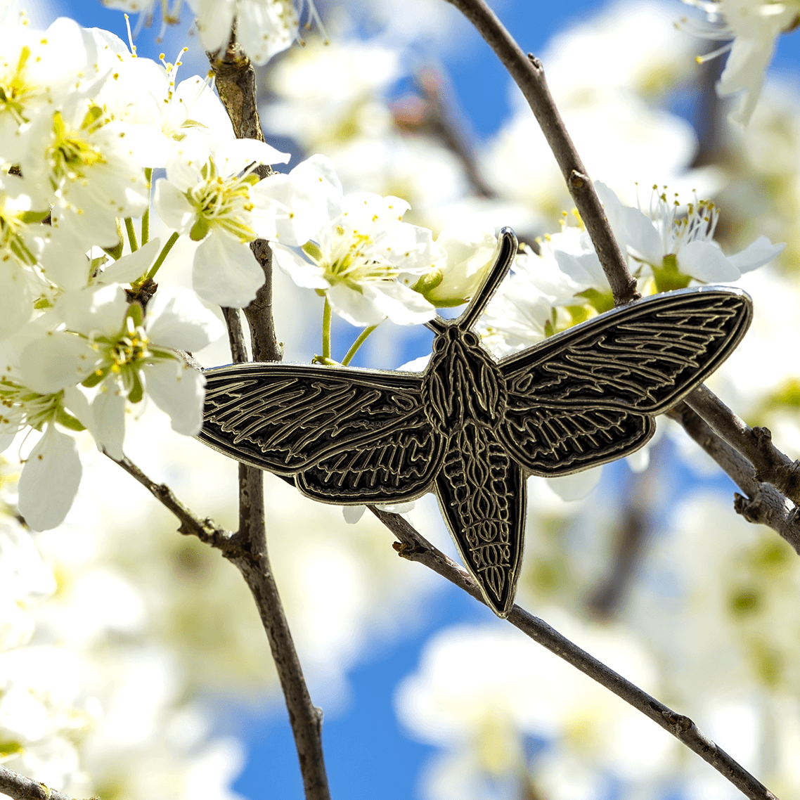 White-lined Sphinx Moth Pin | Limited Edition Black & Silver