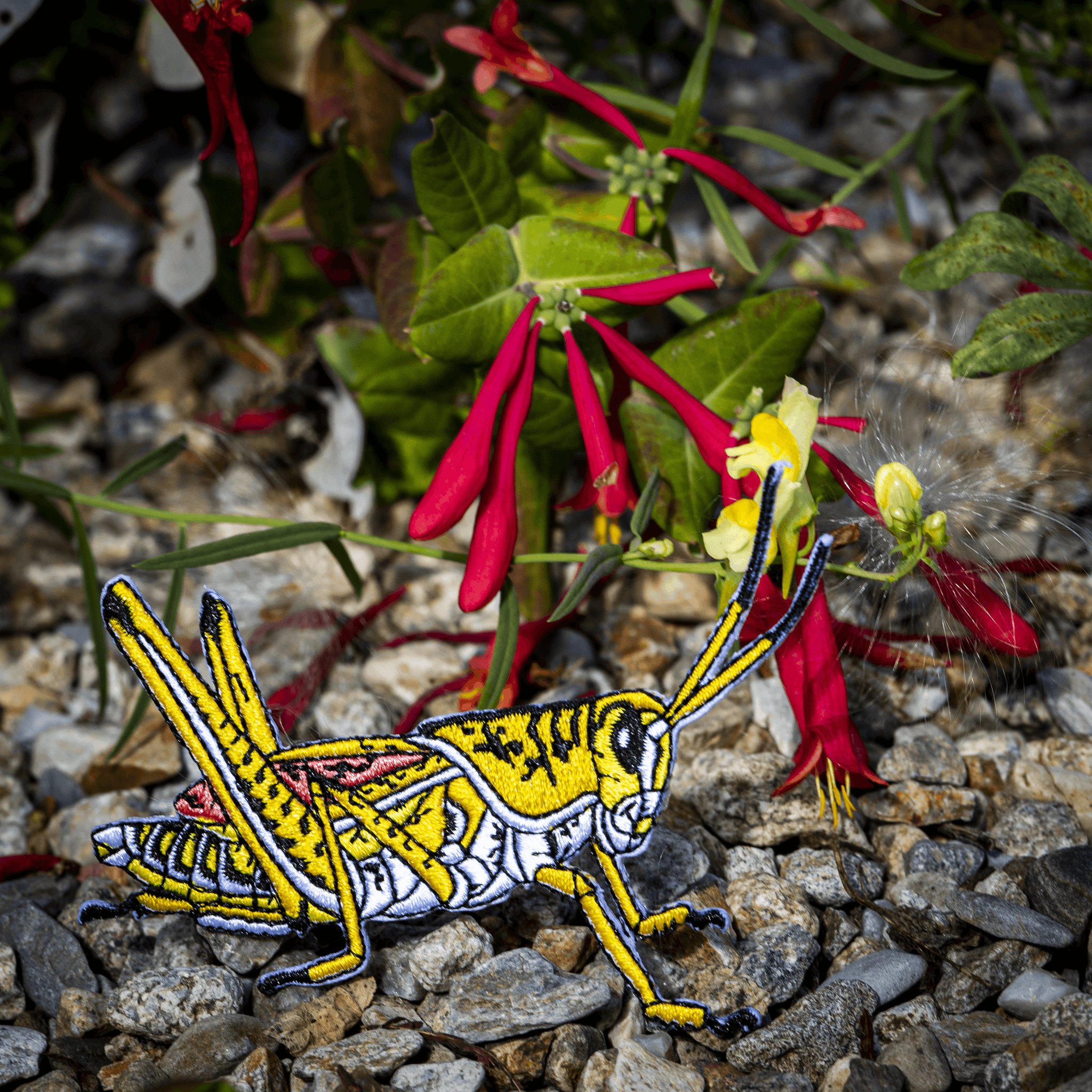 Eastern Lubber Grasshopper Patch