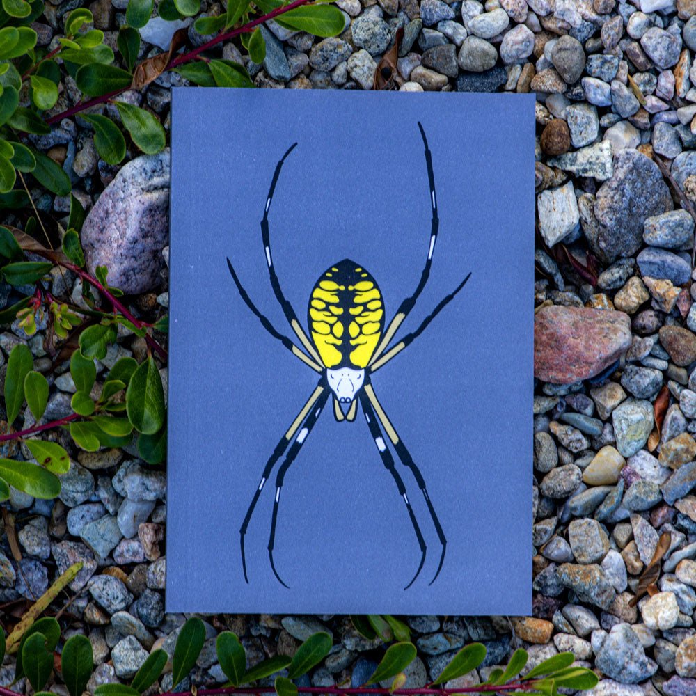 Argiope Writing Spider Journal