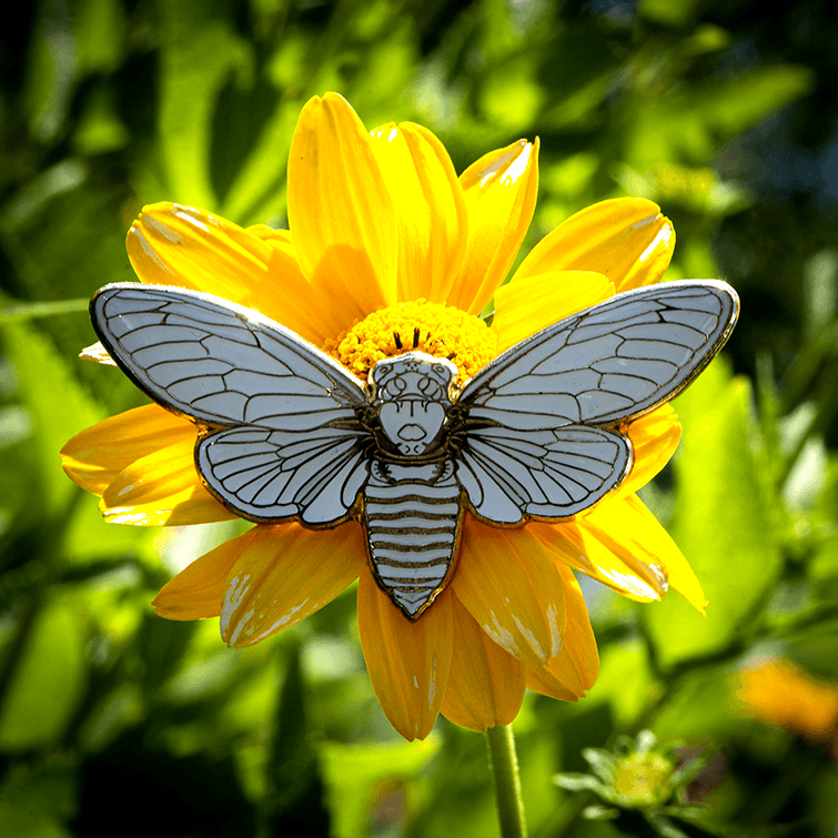 Whiteout Flying Cicada | Gold Club Pin